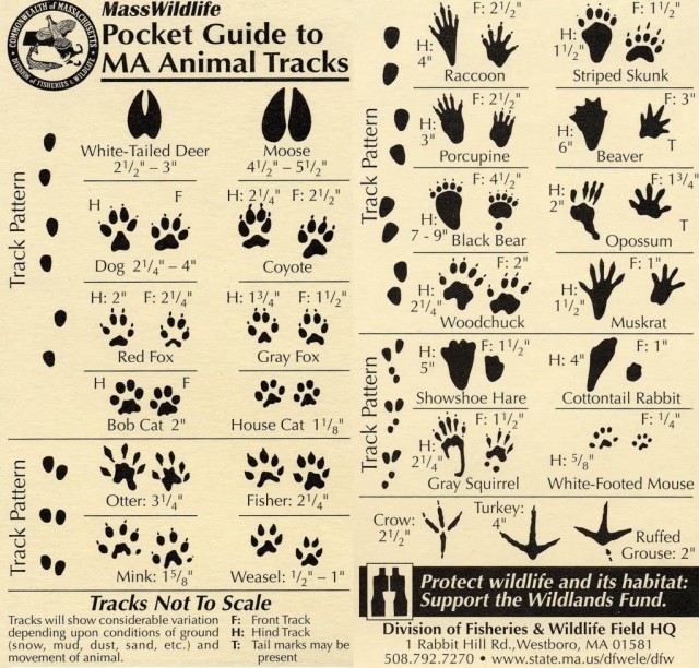 Animal Tracking Infographics | RECOIL OFFGRID