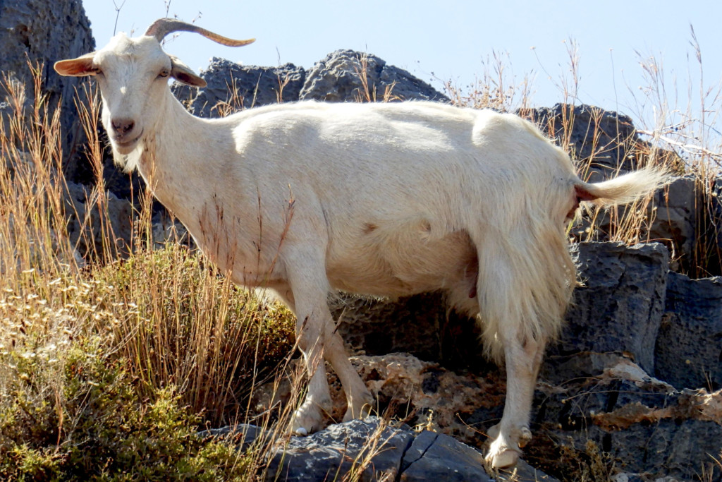 The Incredible Survival Story of Alexander Selkirk | RECOIL OFFGRID