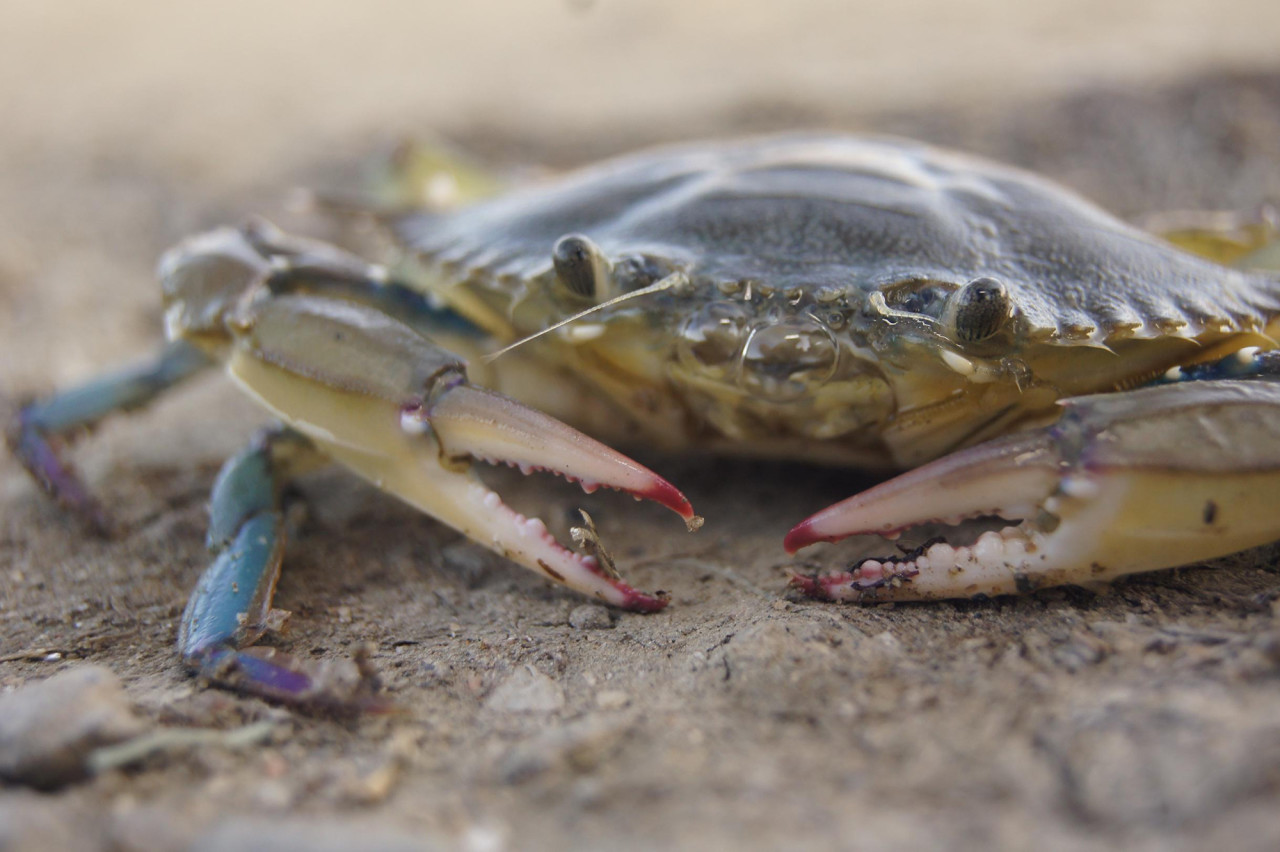 Survival Trapping: 4 Easy Traps to Learn | RECOIL OFFGRID