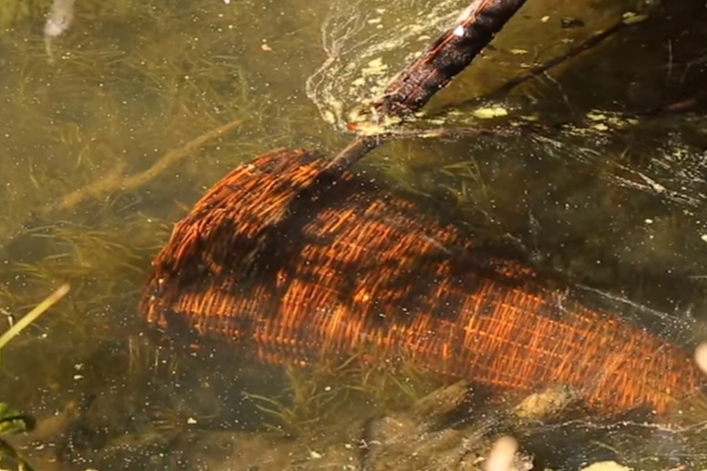 Survival Fishing: Willow Fish Basket | RECOIL OFFGRID