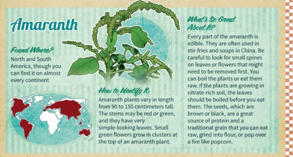 Infographic: A Survivalist's Guide to Wild Edible Plants | RECOIL OFFGRID