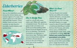 Infographic: A Survivalist's Guide to Wild Edible Plants | RECOIL OFFGRID