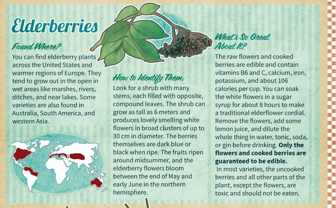 Infographic: A Survivalist's Guide to Wild Edible Plants | RECOIL OFFGRID