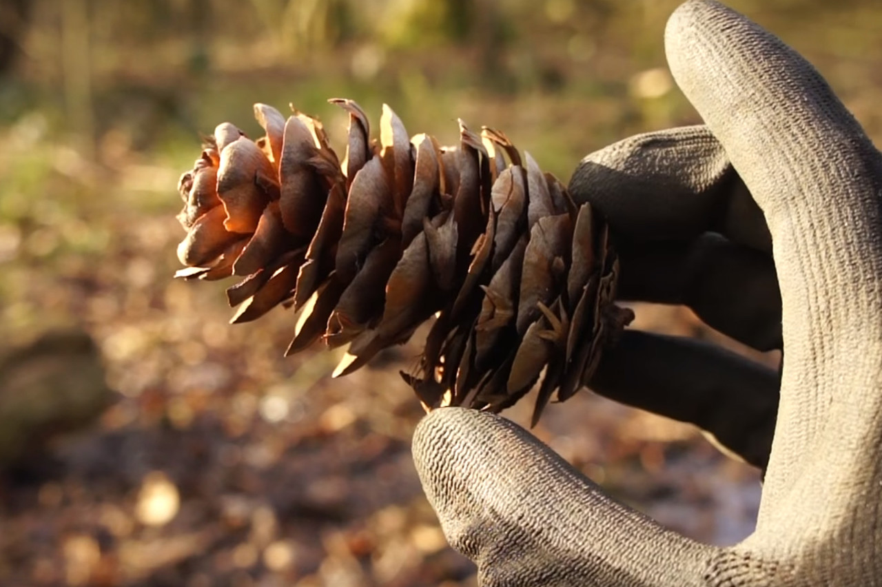 Video: 10 Natural Tinder Materials | RECOIL OFFGRID