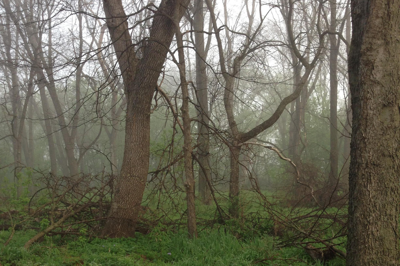 The Danger of Widowmaker Trees | RECOIL OFFGRID