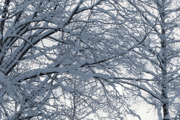 The Danger of Widowmaker Trees | RECOIL OFFGRID