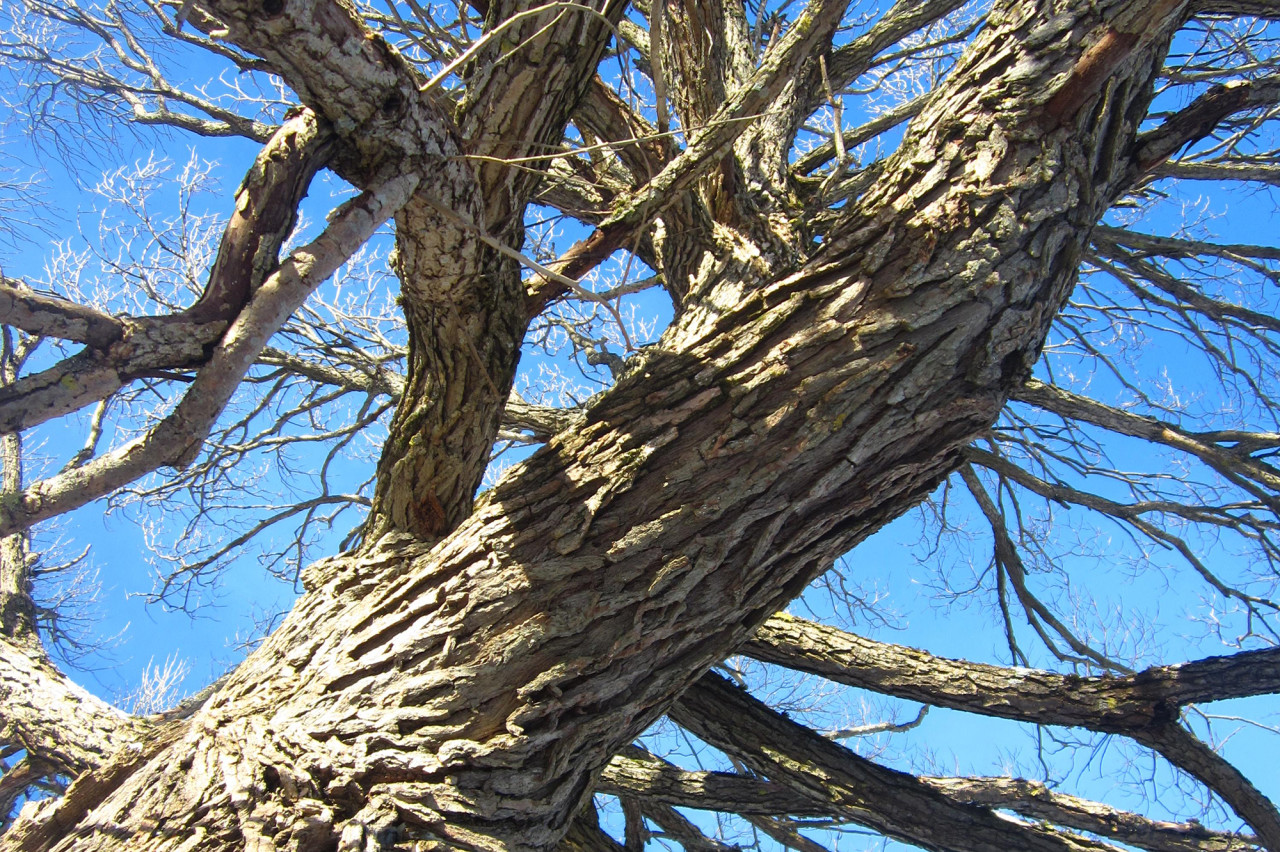 The Danger of Widowmaker Trees | RECOIL OFFGRID