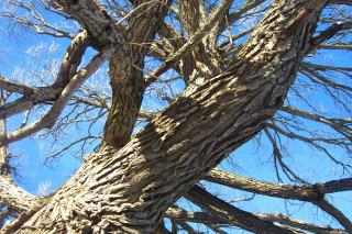 The Danger of Widowmaker Trees | RECOIL OFFGRID