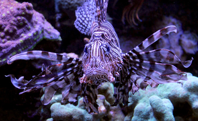 Video: Underwater Fishing with a Glock | RECOIL OFFGRID