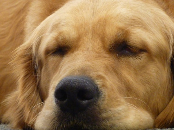 Infographic: Animal Sleep Patterns & Nocturnal Activity | RECOIL OFFGRID