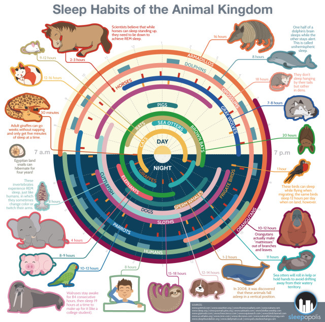Infographic: Animal Sleep Patterns & Nocturnal Activity | RECOIL OFFGRID