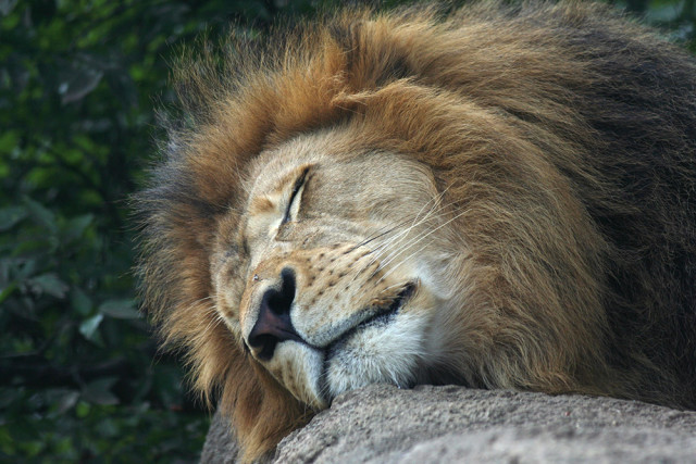 Infographic: Animal Sleep Patterns & Nocturnal Activity | RECOIL OFFGRID