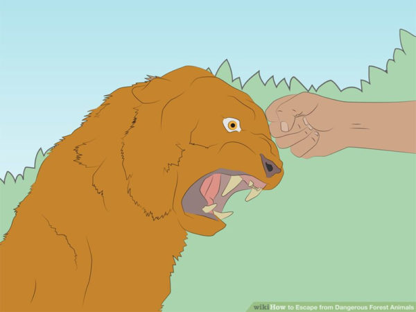 WikiHow Fail: "How to Escape Dangerous Forest Animals" | RECOIL OFFGRID