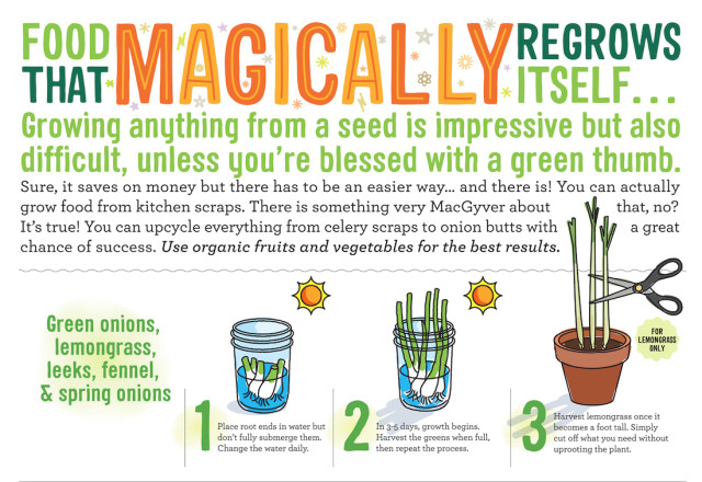 Infographic: Regrowing Fruits & Vegetables from Scraps | RECOIL OFFGRID