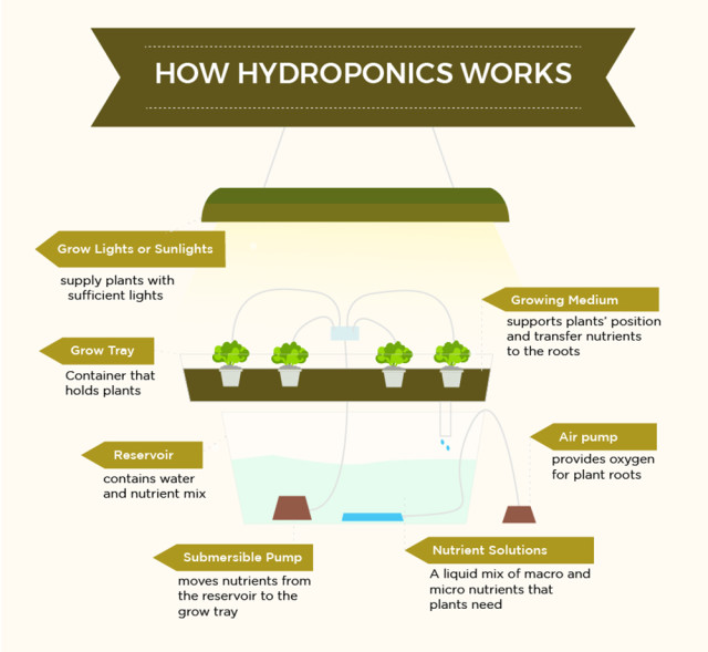 Infographic: The Art of Hydroponic Gardening | RECOIL OFFGRID