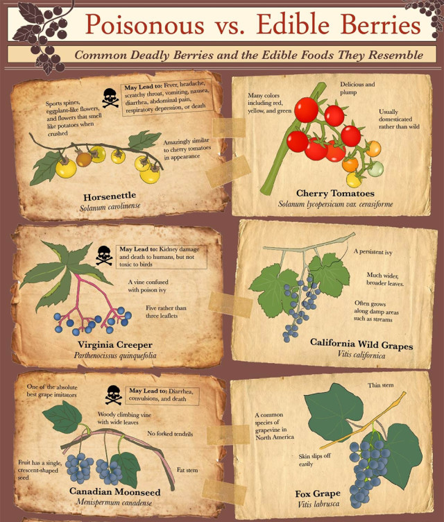 Infographic: Poisonous vs. Edible Berries | RECOIL OFFGRID
