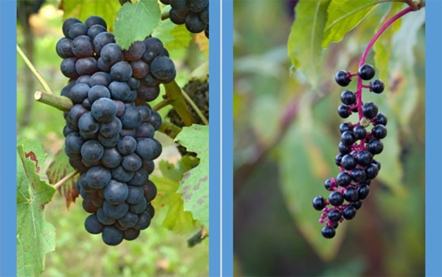 Infographic: Poisonous vs. Edible Berries | RECOIL OFFGRID