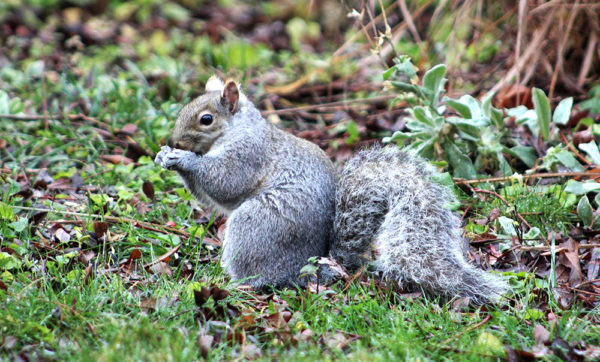 Survival Trapping: 4 Easy Traps to Learn | RECOIL OFFGRID