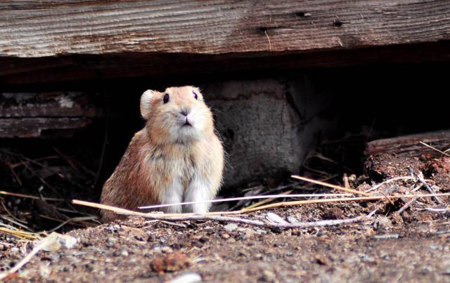 Survival Trapping: 4 Easy Traps to Learn | RECOIL OFFGRID