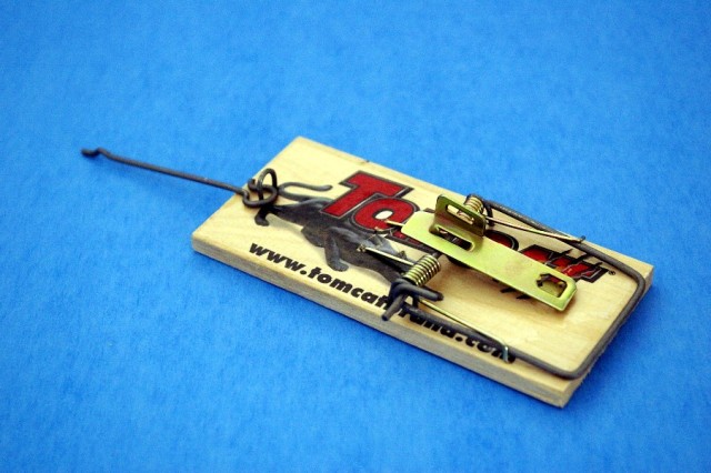 Survival Trapping: 4 Easy Traps to Learn | RECOIL OFFGRID