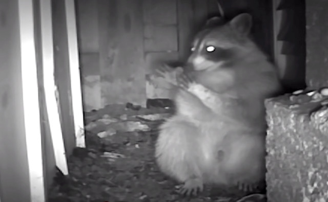 Video: How to Trap, De-Gland, & Cook a Raccoon | RECOIL OFFGRID