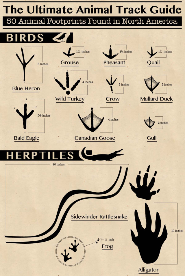 Infographic: 50 Animal Tracks of North America | RECOIL OFFGRID