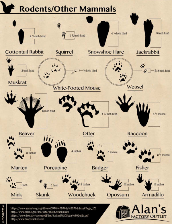 Infographic: 50 Animal Tracks of North America | RECOIL OFFGRID