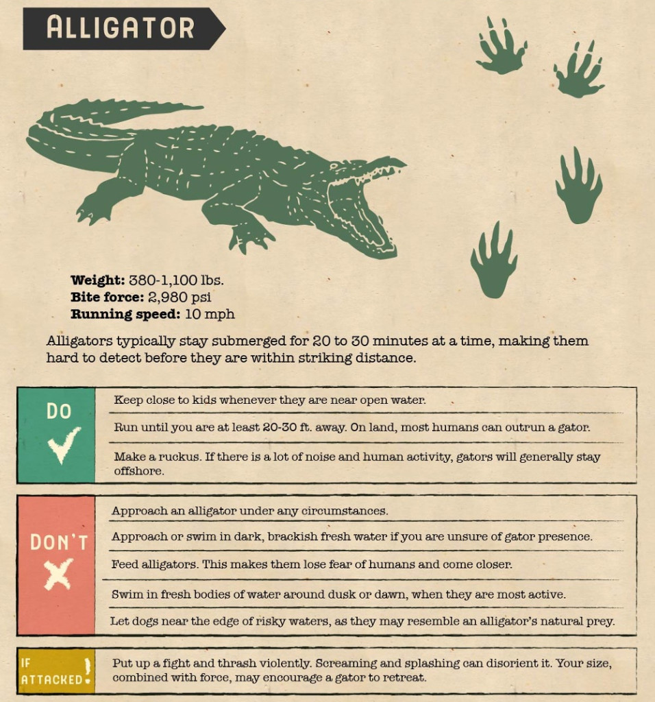 Infographic: North America's Primary Predators | RECOIL OFFGRID