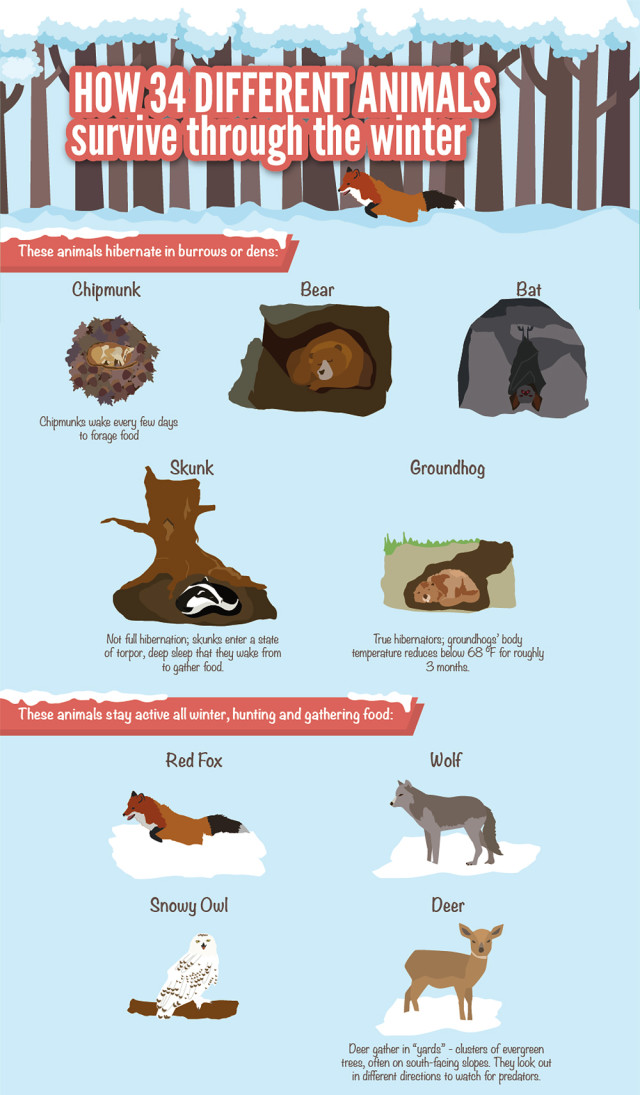 Infographic: How Animals Survive the Winter | RECOIL OFFGRID