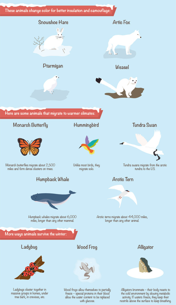Infographic: How Animals Survive the Winter | RECOIL OFFGRID