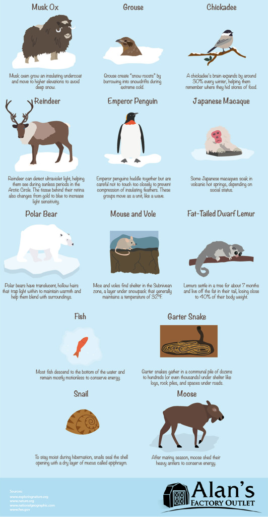 Infographic: How Animals Survive the Winter | RECOIL OFFGRID