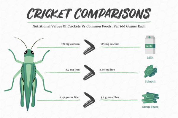 Infographic: Nutritional Value of Insects | RECOIL OFFGRID