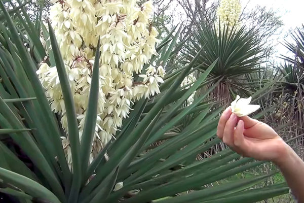 Video: Cooking & Eating Yucca | RECOIL OFFGRID