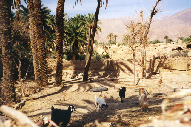 Alone in the Sahara: The Survival Story of Mauro Prosperi | RECOIL OFFGRID