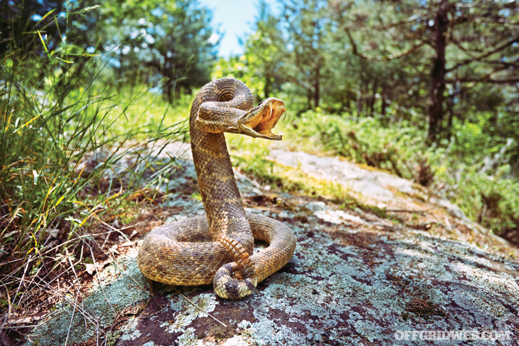 Slithering Danger: How to Avoid and Survive a Snakebite | RECOIL OFFGRID