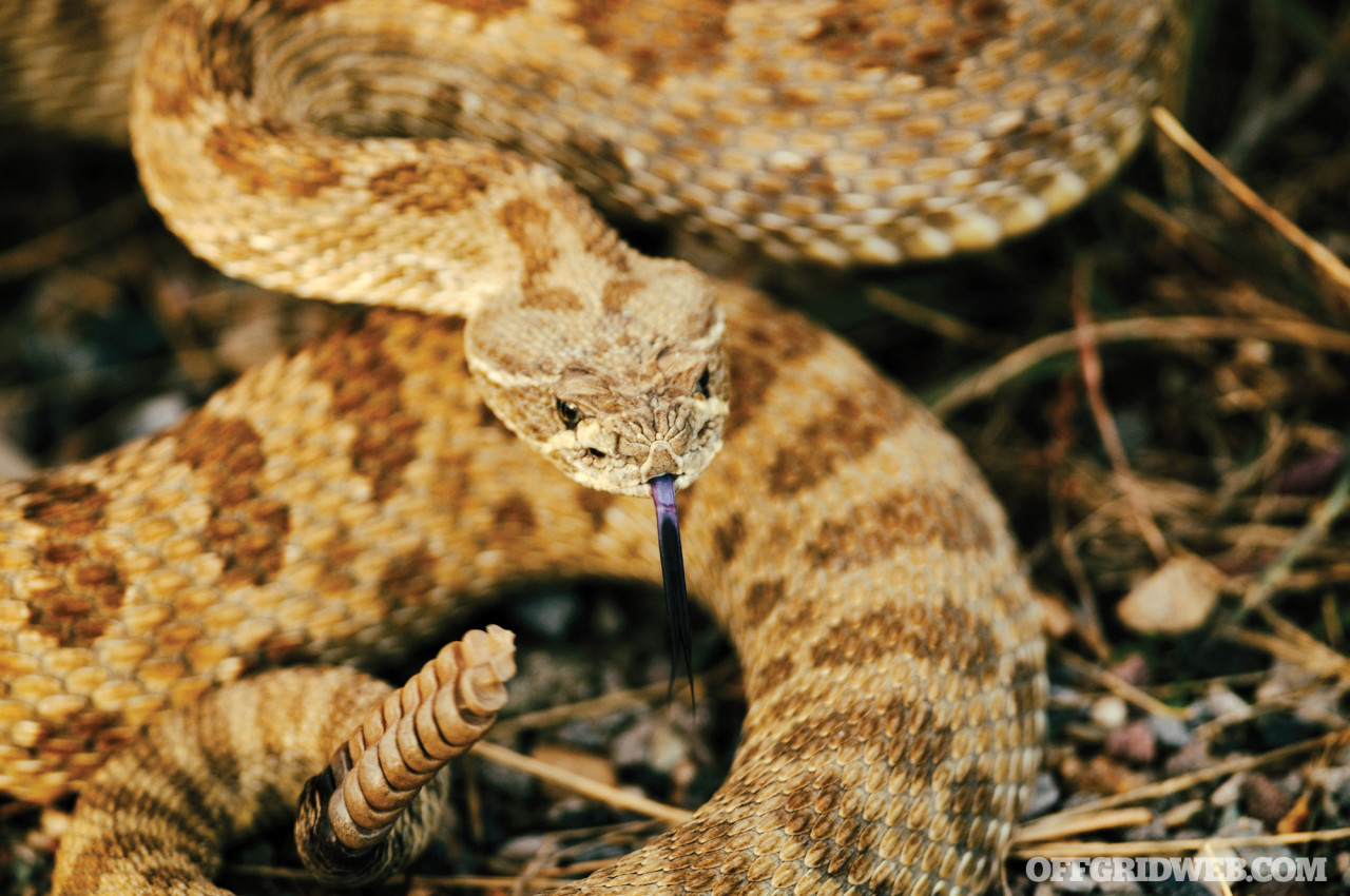 The Meaning of S.U.R.V.I.V.A.L. - Analyzing the U.S. Army's Survival ...