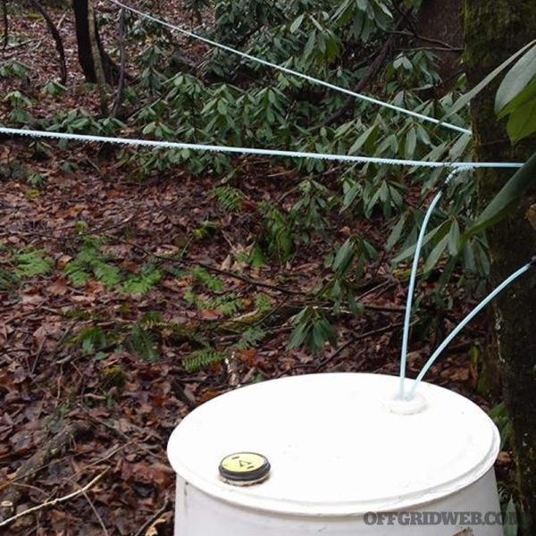 How to Make Syrup from Maples & Other Trees | RECOIL OFFGRID