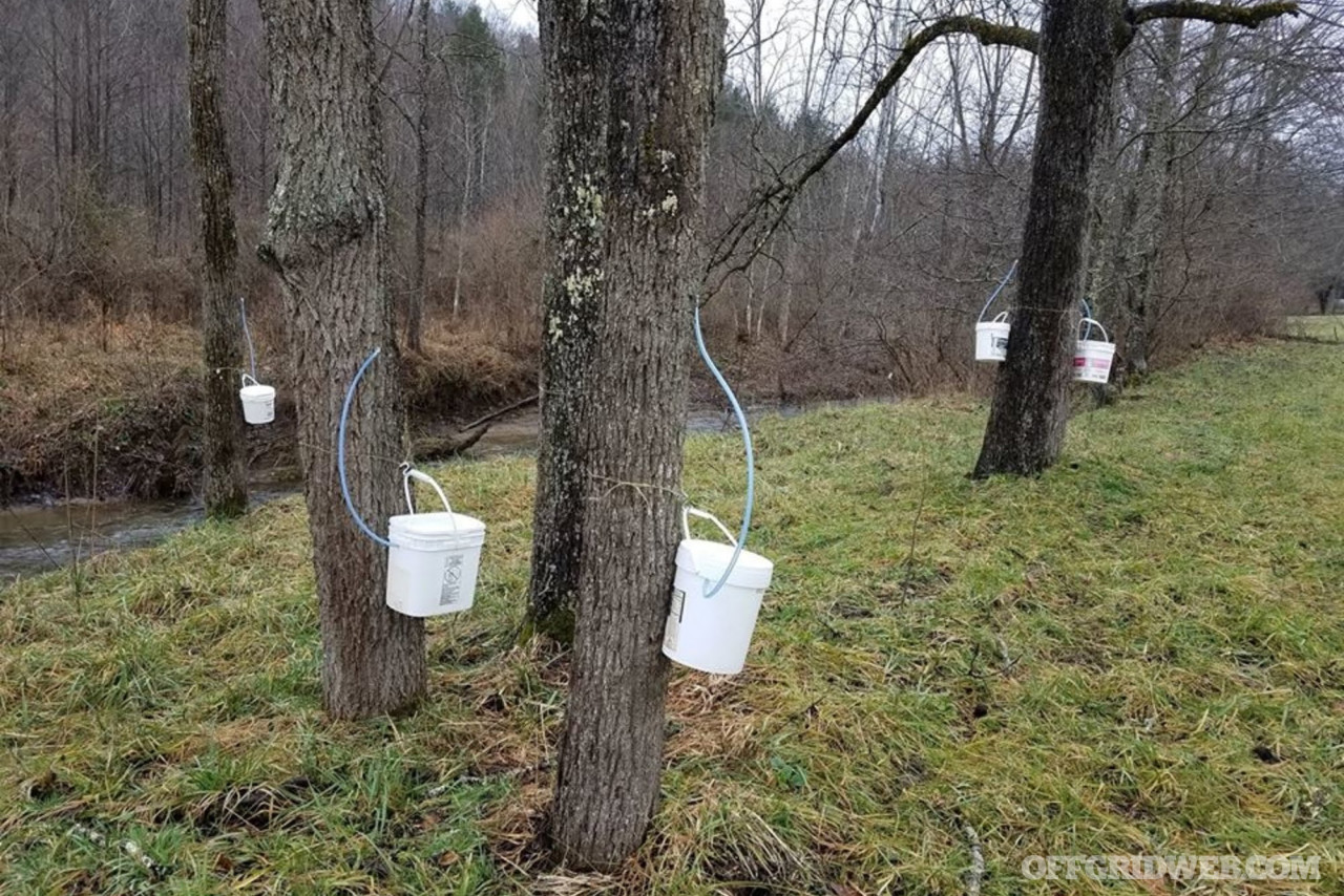 How to Make Syrup from Maples & Other Trees | RECOIL OFFGRID