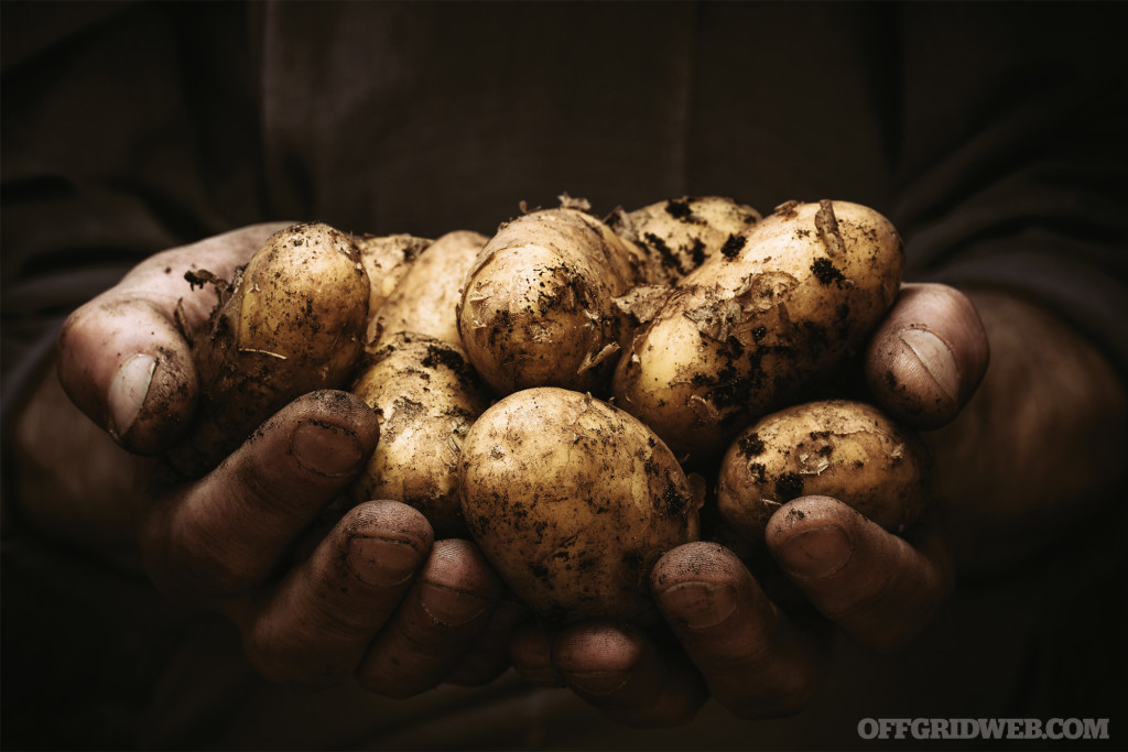 Survival Spuds: Building Your Own Potato Patch | RECOIL OFFGRID