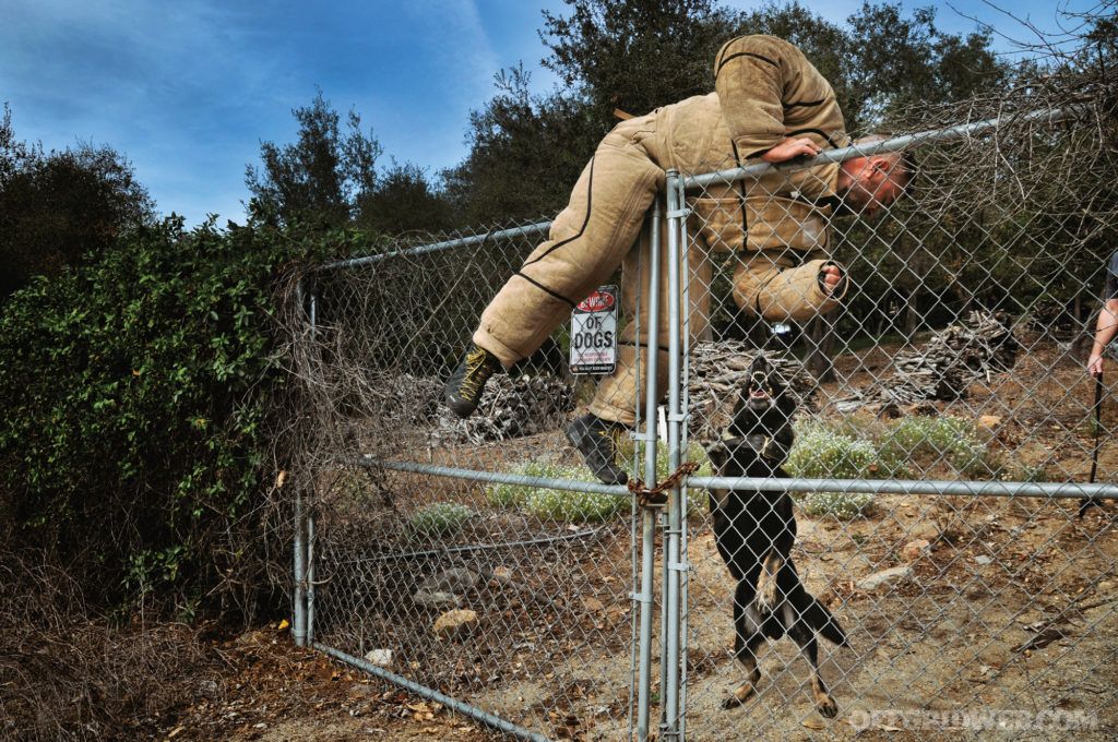 Dogs for Defense: Considerations for Getting a Protection Dog | RECOIL ...