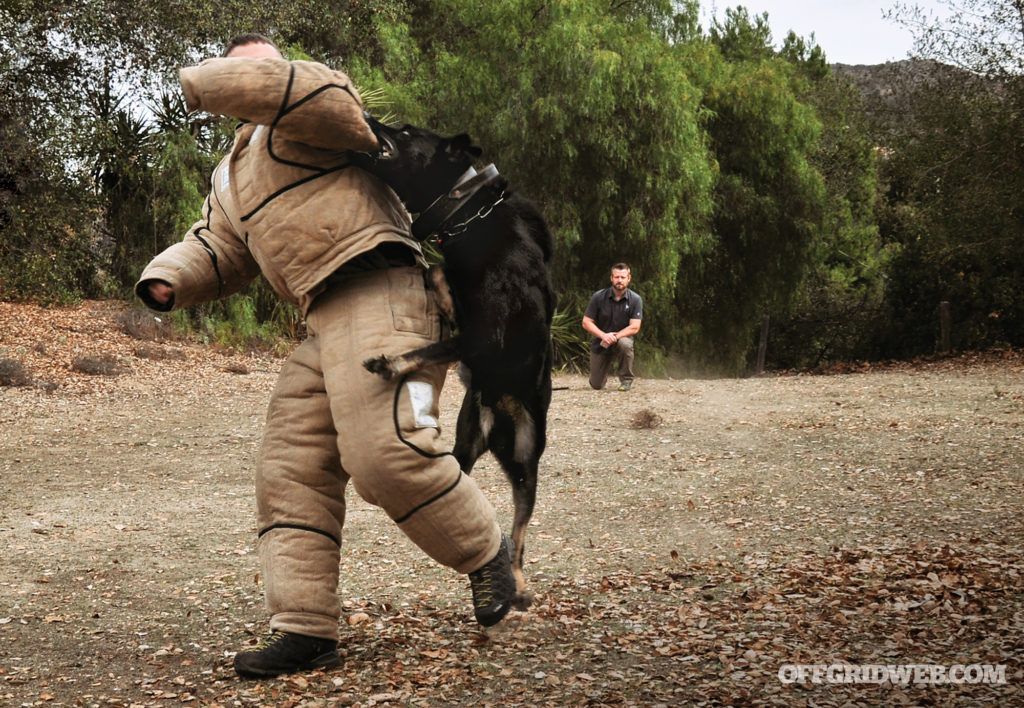 Dogs for Defense: Considerations for Getting a Protection Dog | RECOIL ...