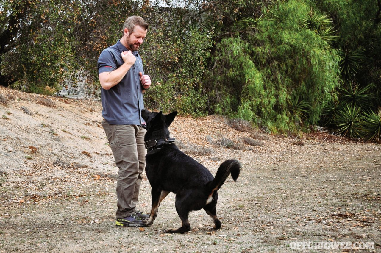 Dogs for Defense: Considerations for Getting a Protection Dog | RECOIL ...
