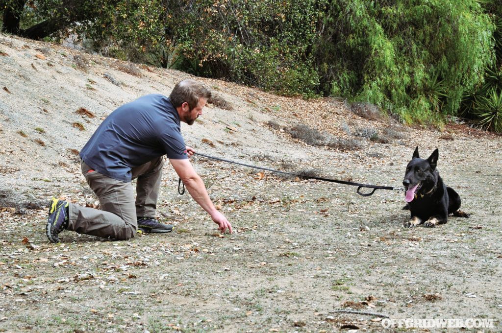 Dogs for Defense: Considerations for Getting a Protection Dog | RECOIL ...