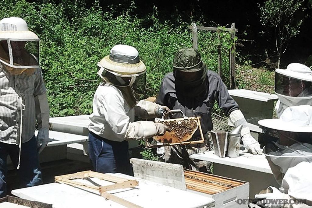 What's the Buzz About? - An Intro to Beekeeping for Self-Sufficiency ...