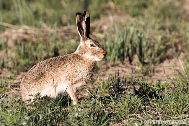 It's a Trap! - Small Game Trapping Tips for Survival | RECOIL OFFGRID