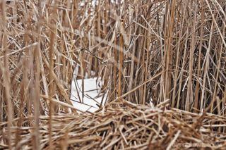 It's a Trap! - Small Game Trapping Tips for Survival | RECOIL OFFGRID