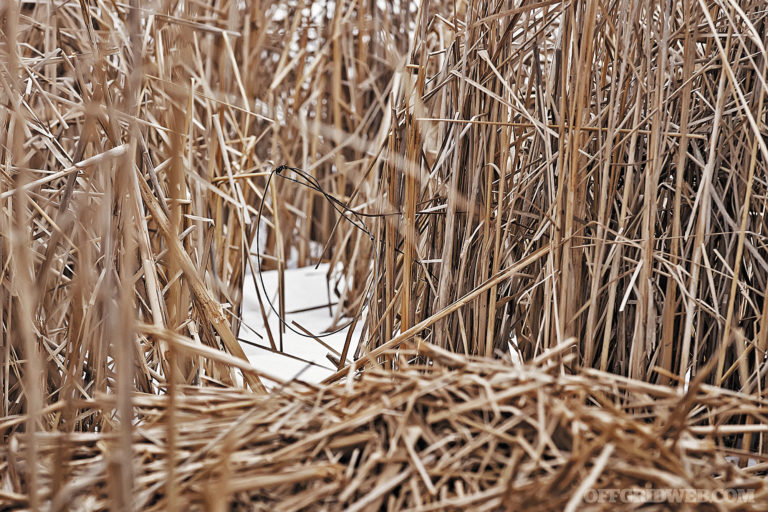 It's a Trap! - Small Game Trapping Tips for Survival | RECOIL OFFGRID