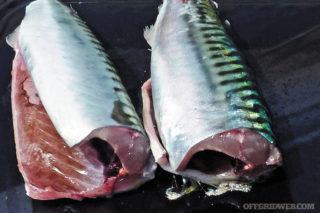 It's a Trap! - Small Game Trapping Tips for Survival | RECOIL OFFGRID