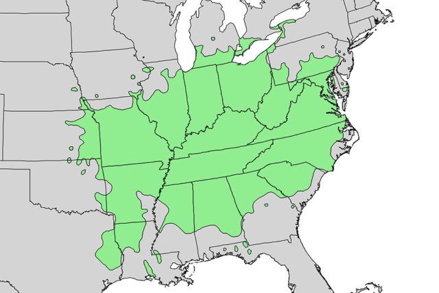 Video: Pawpaw, The Fruit that Saved Lewis and Clark | RECOIL OFFGRID