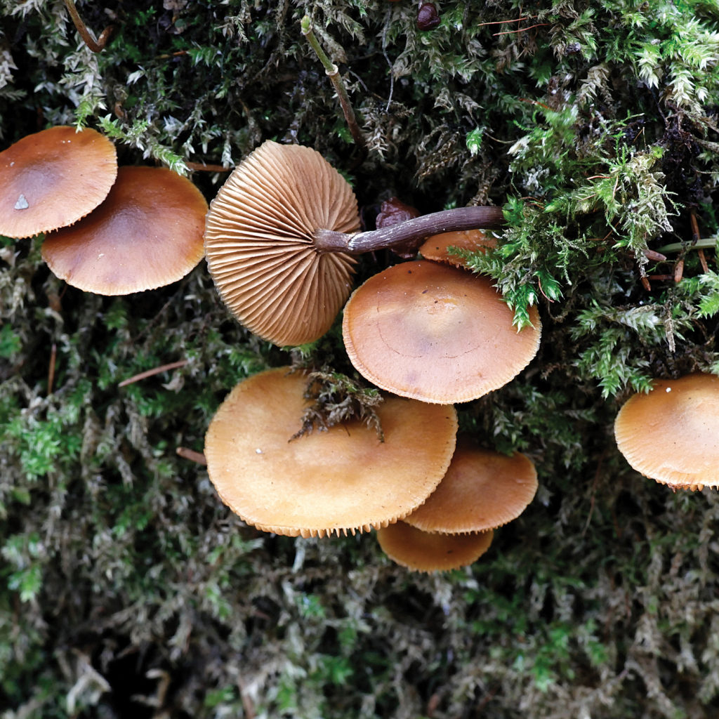 The Do's and Don'ts of Wild Mushroom Foraging | RECOIL OFFGRID